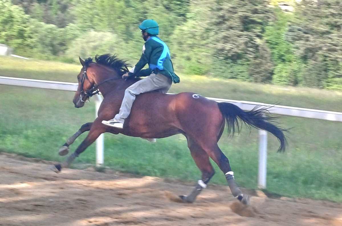 Palio di Siena, Protocolo equino: il punto sui cavalli a metà del ...
